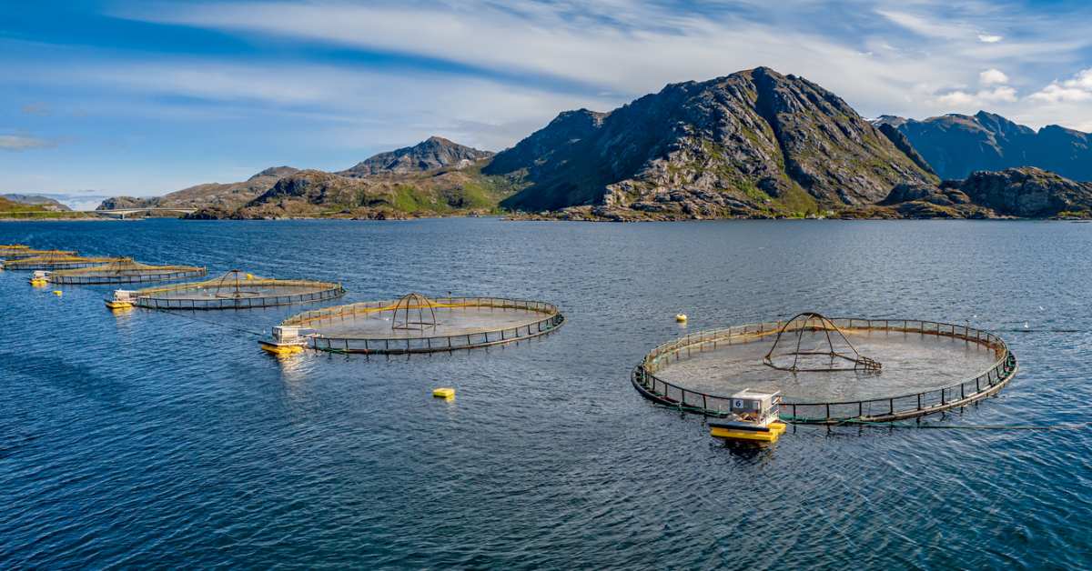 The Salmon Ocean Farming Industry - Atlantic Salmon Federation