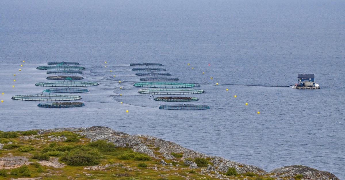 Salmon Ocean Farming - Atlantic Salmon Federation