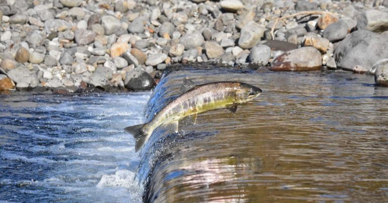 6 Stages In The Life Cycle of Wild Atlantic Salmon - Atlantic Salmon ...