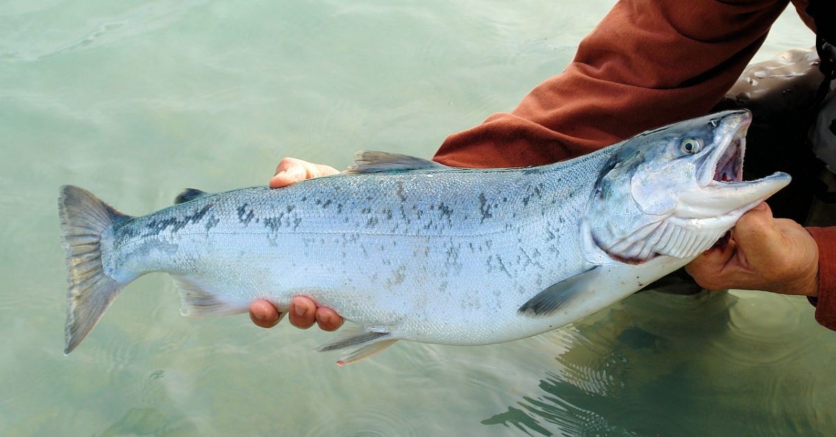 Pink vs. Red Salmon: What’s the Difference? - Atlantic Salmon Federation