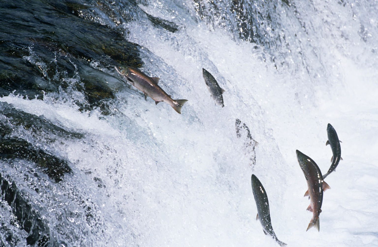 Salmon Conservation Efforts in 2025 - Atlantic Salmon Federation