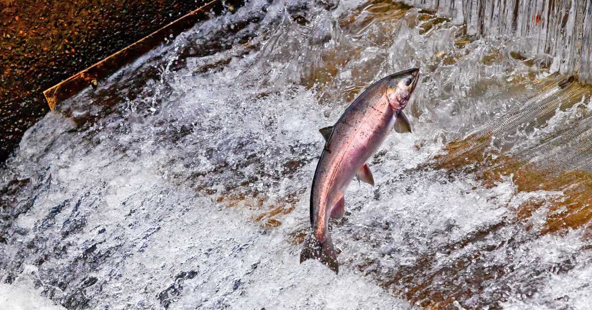 5 Types Of Salmon In Alaska - Atlantic Salmon Federation