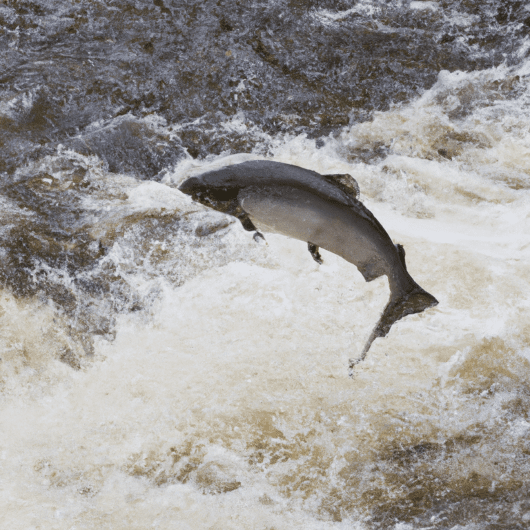 Salmon Conservation Efforts in 2025 - Atlantic Salmon Federation